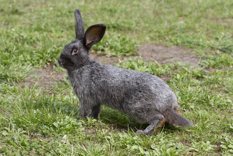 Rabbit on a walk. stock image. Image of fluffy, hair - 45748065