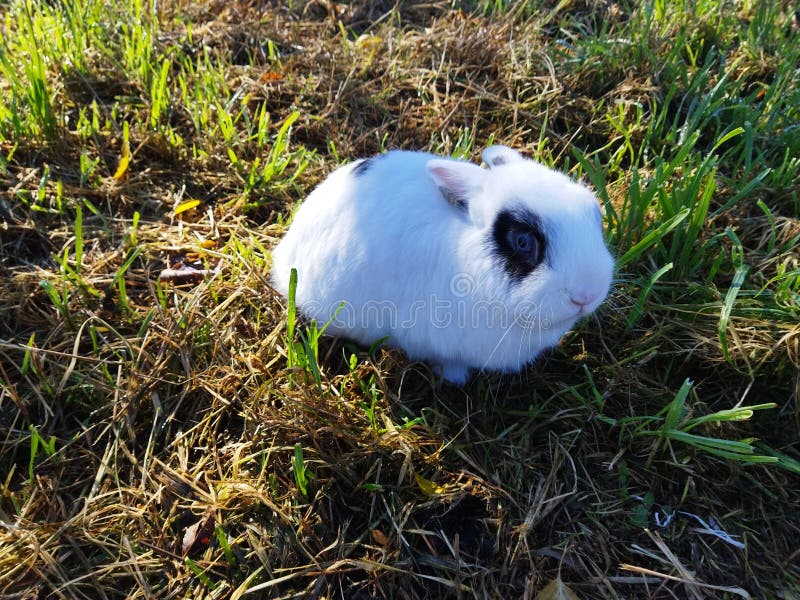Rabbit on a Walk, Green Grass Stock Photo - Image of mammal, whiskers ...