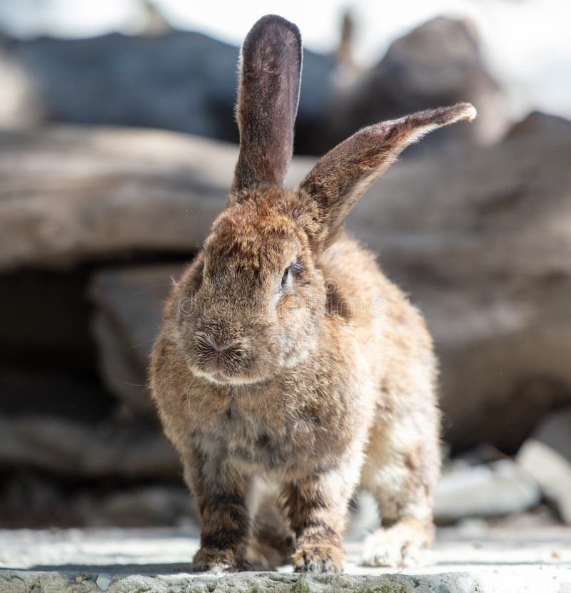 A Rabbit is Walking on a Farm Stock Photo - Image of fluffy, closeup ...