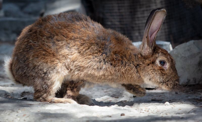 A Rabbit is Walking on a Farm Stock Image - Image of rabbit, funny ...