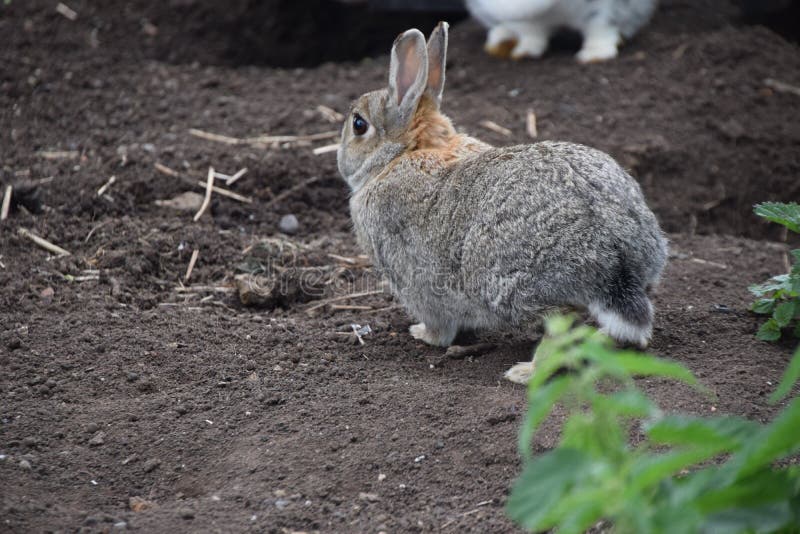 Rabbit Walking on the Ground Stock Photo - Image of rabbits, walking ...