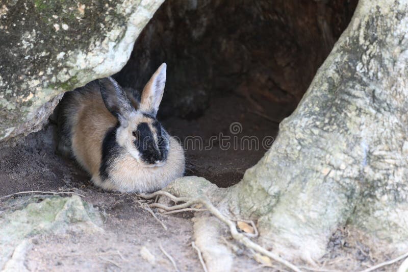 Rabbit Was Relax in the Hollow of the Tree Stock Image - Image of ...