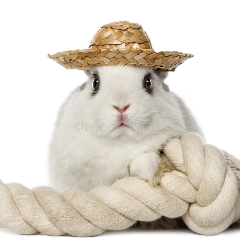 Rabbit wearing a straw hat stock image. Image of vertebrate - 39621467