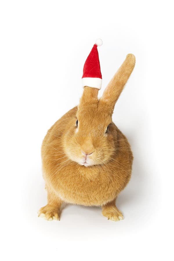 20,215 Rabbit Wearing Kilt Stock Photos - Free & Royalty-Free Stock ...