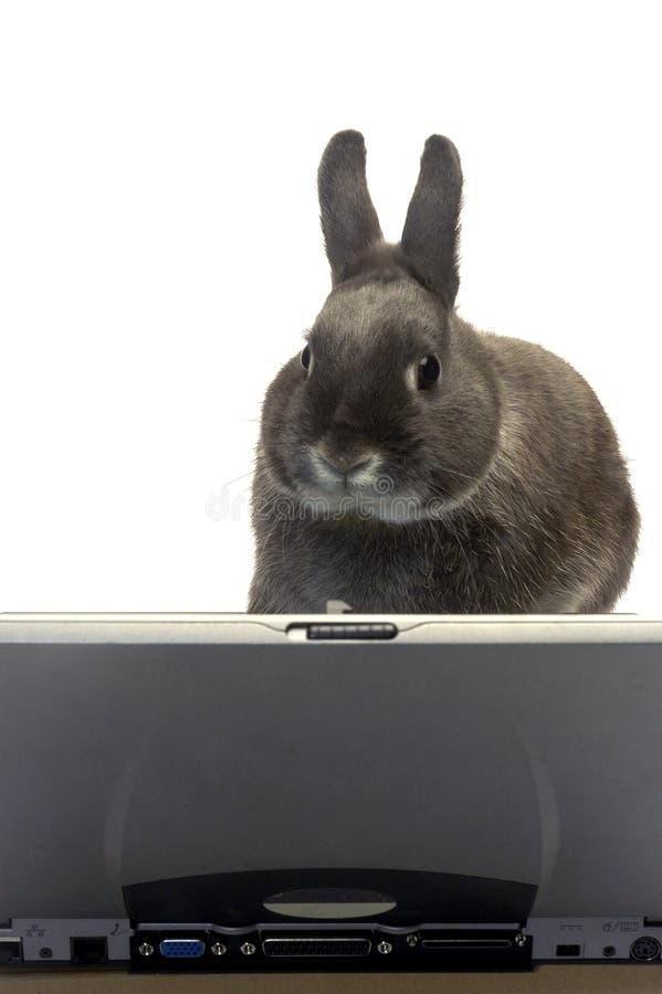 Cute Bunny Studies Computer Technology Stock Photo - Image of head ...