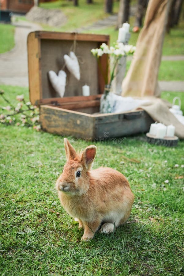 Rabbit with Wedding Decoration on the Green Grass. Stock Image - Image ...