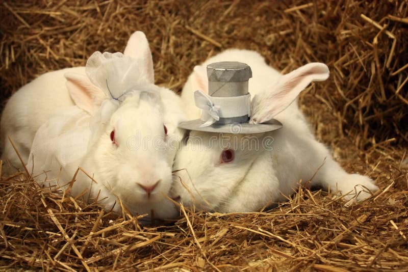 Rabbit wedding stock photo. Image of cute, grey, straw - 36995672