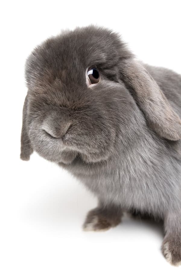 Grey (blue) lop rabbit stock photo. Image of rabbit, bunny - 3278984
