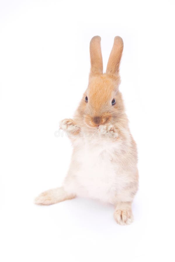 Little Brown and White Rabbit Standing on Isolated White Background ...