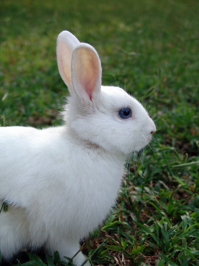 Rabbit white stock image. Image of domesticated, wild, bunny - 615091