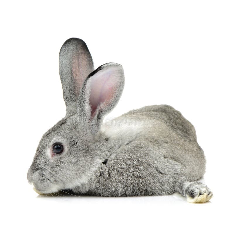 616 Dead Rabbit Stock Photos - Free & Royalty-Free Stock Photos from ...