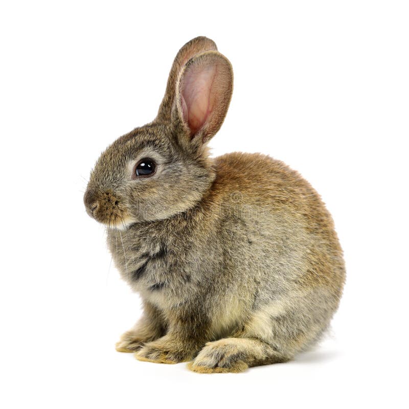 Rabbit on white background stock photo. Image of mammal - 150712926