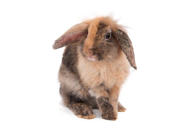 Rabbit On A White Background Stock Photo - Image of background, color ...