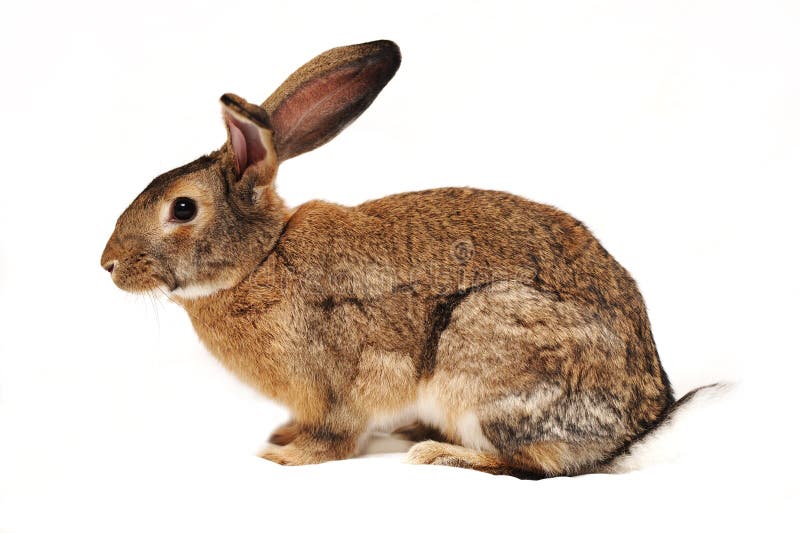 133,191 White Rabbit Stock Photos - Free & Royalty-Free Stock Photos ...