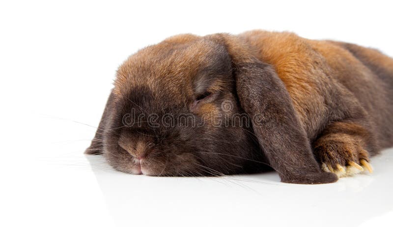 2,968 Sad Rabbit Stock Photos - Free & Royalty-Free Stock Photos from ...