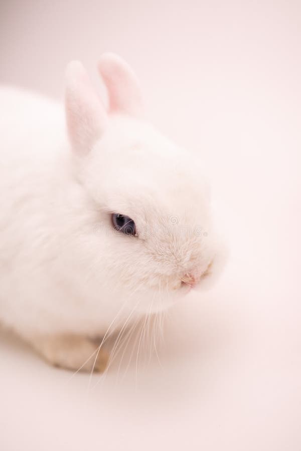 A Rabbit on a White Background with Pink Ears and Blue-gray Eyes Looks ...