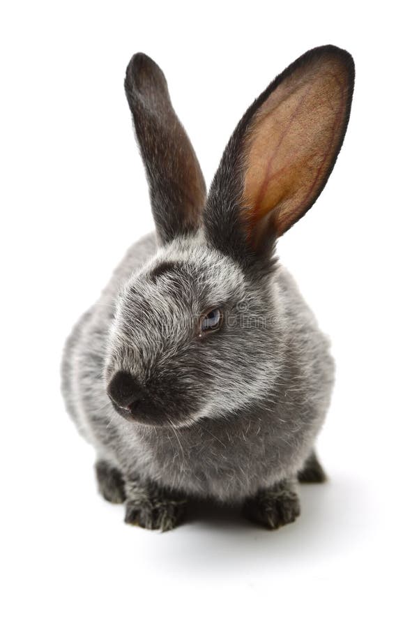 Rabbit on white background stock photo. Image of mammal - 150712926