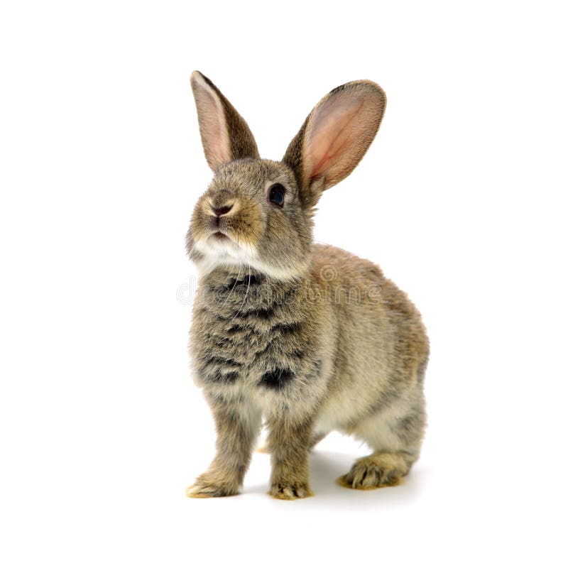 Rabbit on white background stock photo. Image of mammal - 150712926