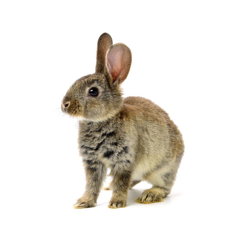 Rabbit on white background stock image. Image of creature - 152300699