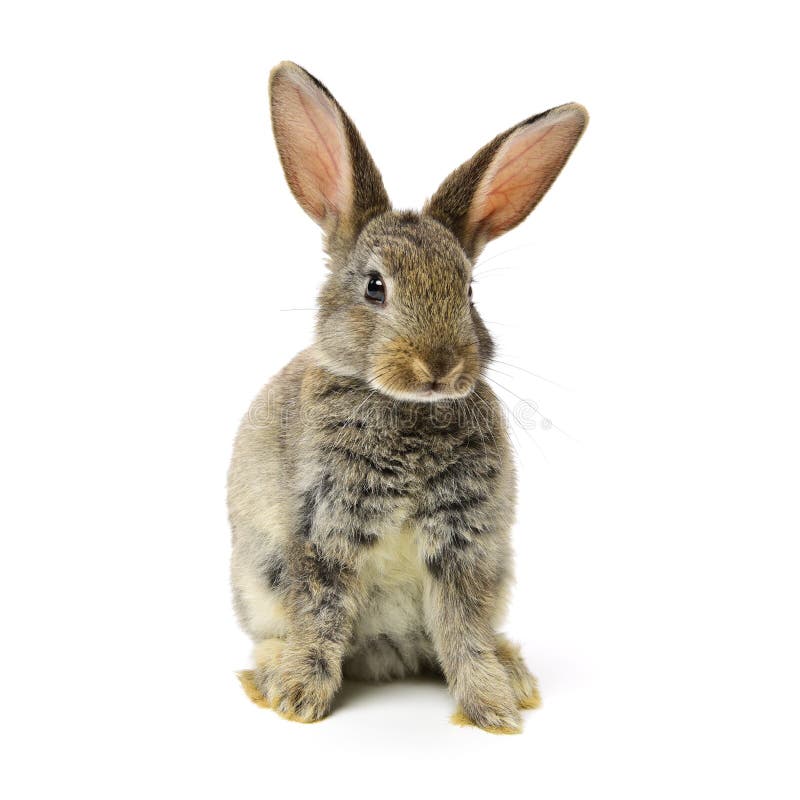 Rabbit on white background stock photo. Image of isolated - 159407182