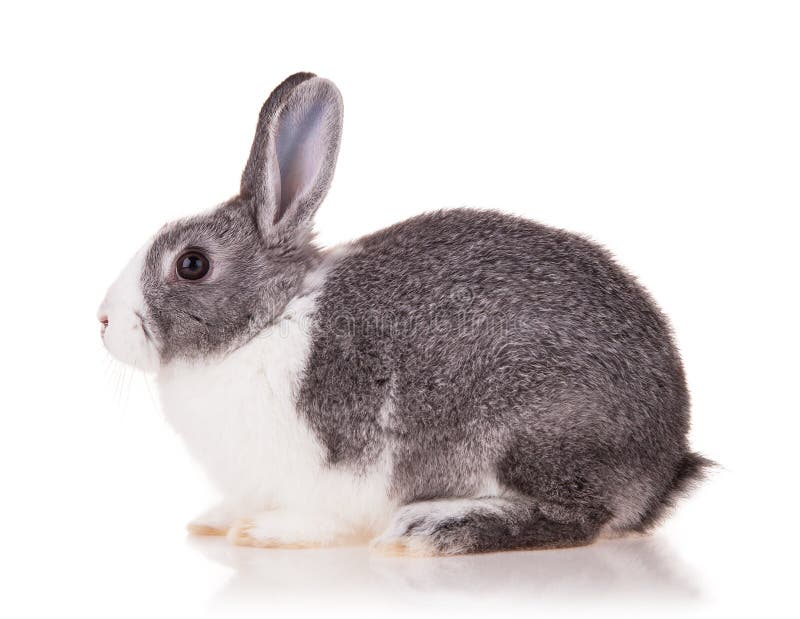 Grey big rabbit stock image. Image of grey, soft, wildlife - 13829481