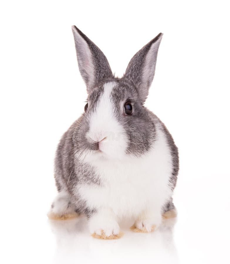 132,614 White Rabbit Stock Photos - Free & Royalty-Free Stock Photos ...