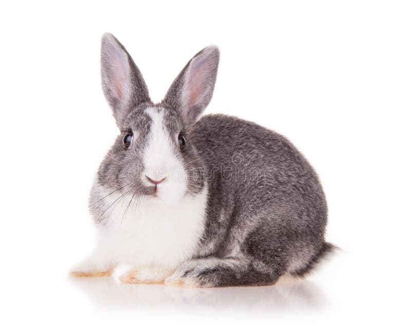 Front View of a Rabbit, Isolated on White Stock Photo - Image of ...