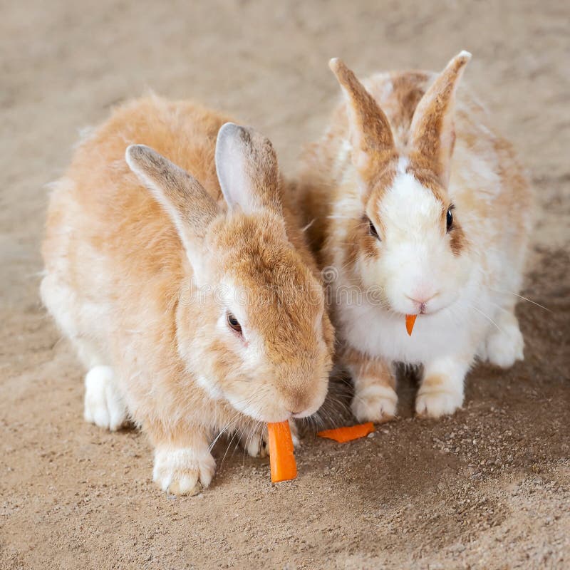 Rabbit with Hair while Eating the Food Stock Photo - Image of mammal ...