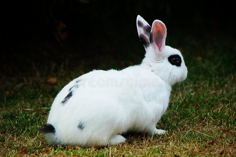 Rabbit stock image. Image of white, bunny, black, spots - 36478995