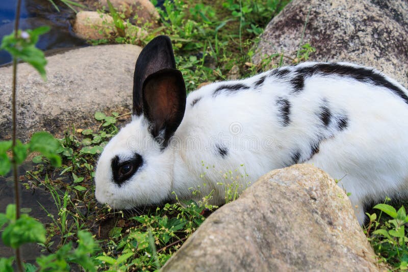 Rabbit stock photo. Image of wildlife, hare, domestic - 35534858