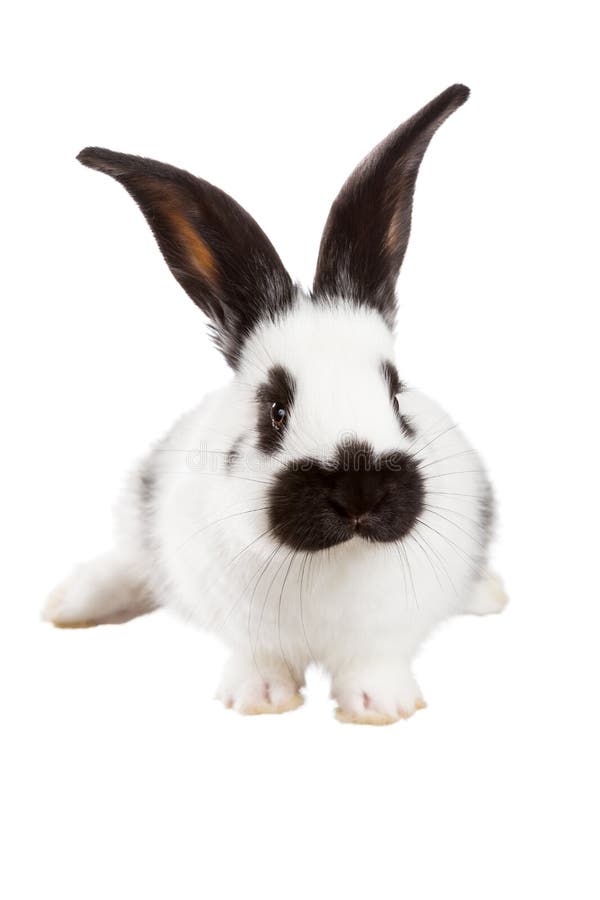 Rabbit stock image. Image of isolated, vertebrate, white - 51773009