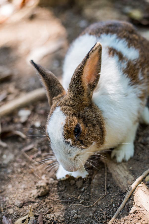 Rabbit white in Natural stock image. Image of farm, fluffy - 89130175