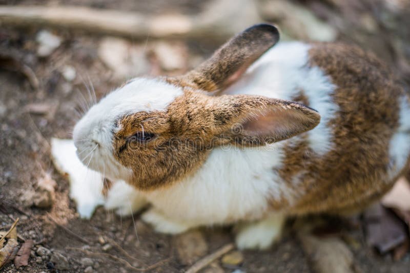 Rabbit white in Natural stock image. Image of white, grass - 89130177