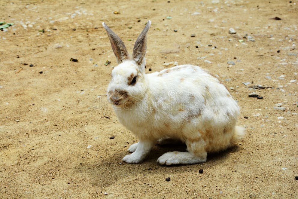 Rabbit stock photo. Image of domestic, husbandry, farm - 43992640