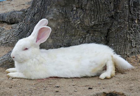 Rabbit stock image. Image of summer, relax, friendly - 34450917