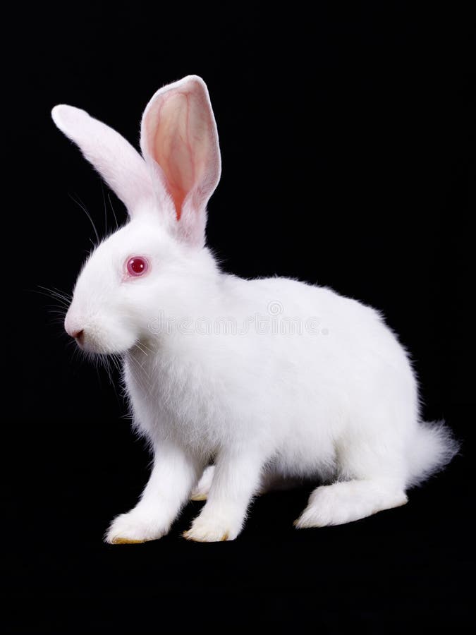 Rabbit white small fluffy stock photo. Image of christmas - 15777100