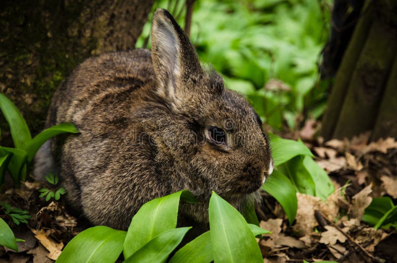 Rabbit in Wild Garlic Leaves Stock Image - Image of nature, plant: 87158931