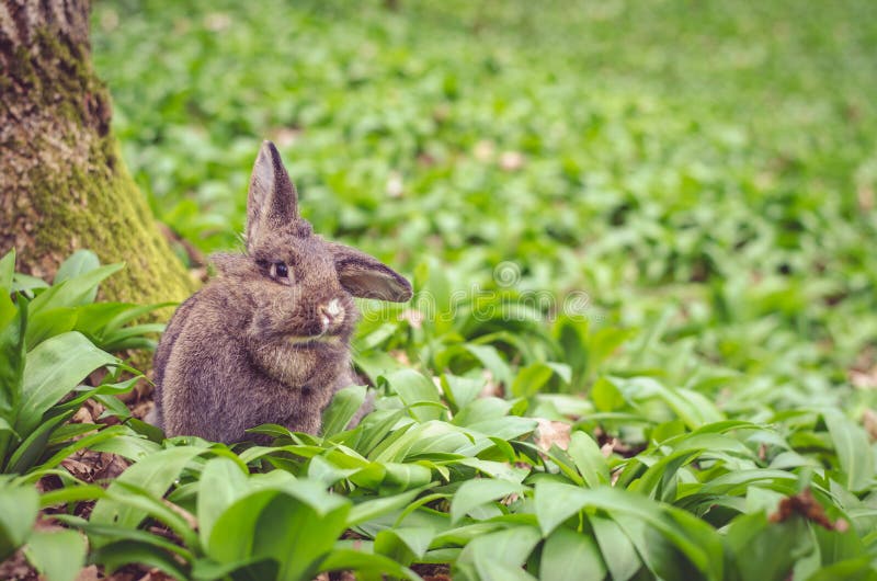 Rabbit in spring forest stock photo. Image of trees, leaves - 87159264