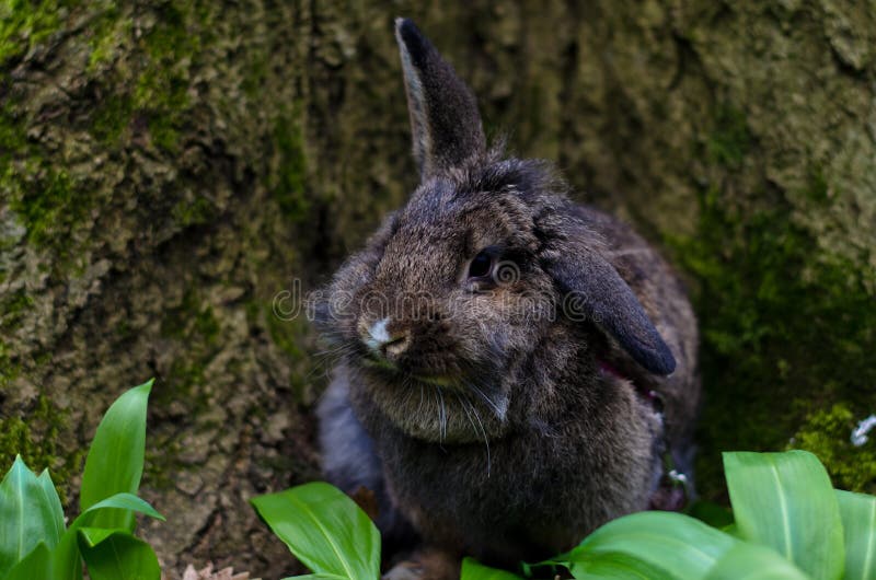 Rabbit in spring forest stock photo. Image of leaf, springtime - 87159270