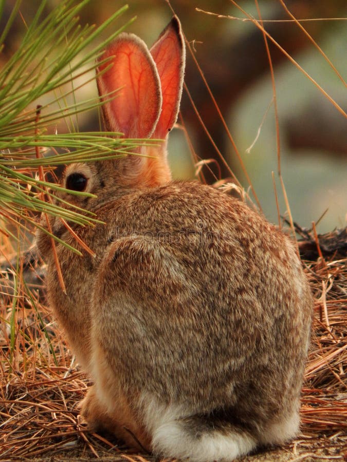 Rabbit stock image. Image of outdoors, brown, tail, outdoor - 58366729