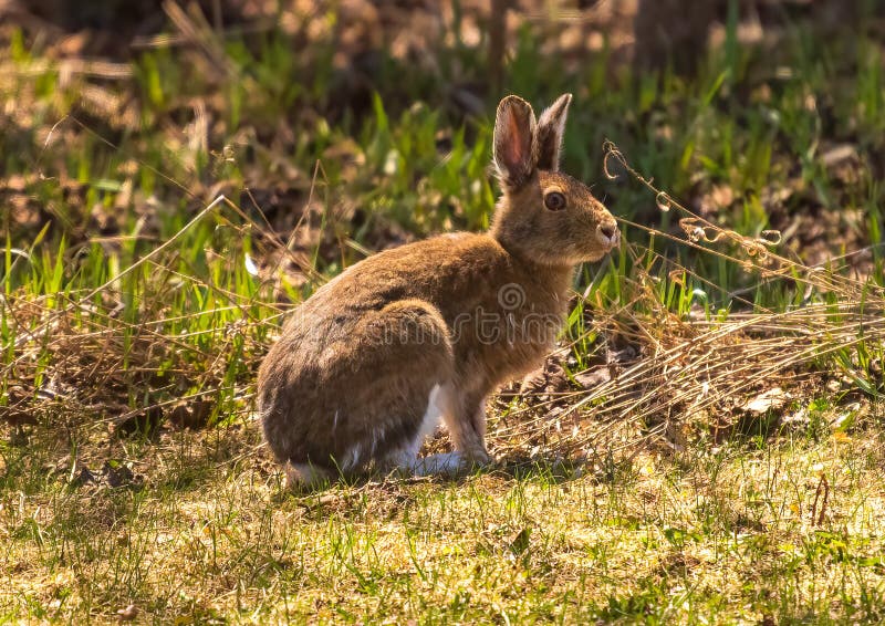 Rabbit wild prey stock photo. Image of rabbit, wild - 266631130
