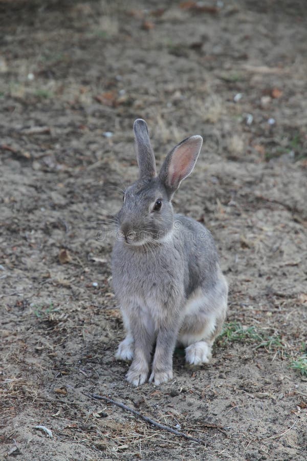 Reproduction of rabbit stock image. Image of stockbreeding - 24210069