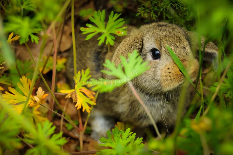 Rabbit in the Wild stock photo. Image of meadow, green - 84571858