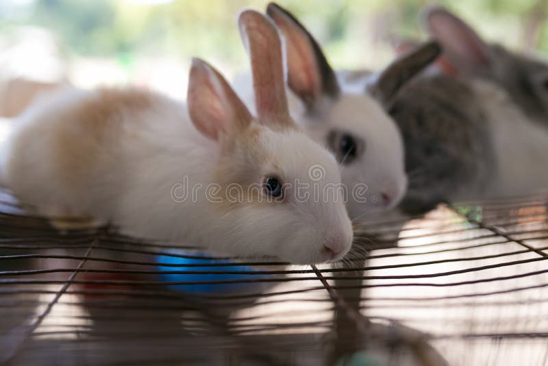 Rabbit stock image. Image of safari, market, rabbit, animal - 63110231