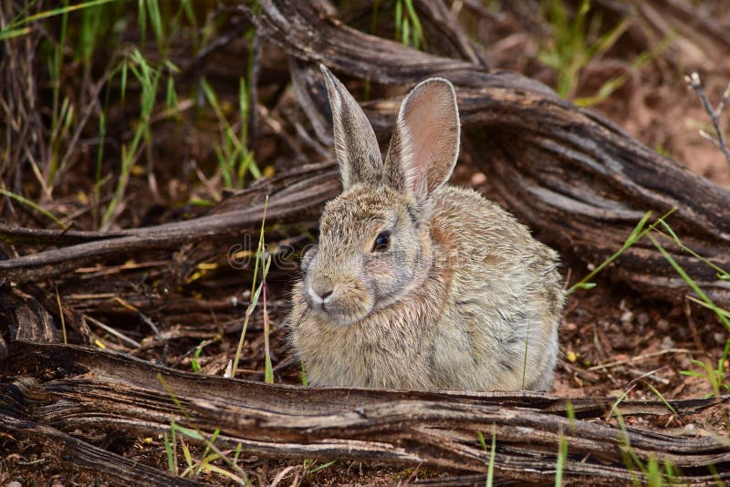 Rabbit in the wilds stock photo. Image of rodent, small - 75528846
