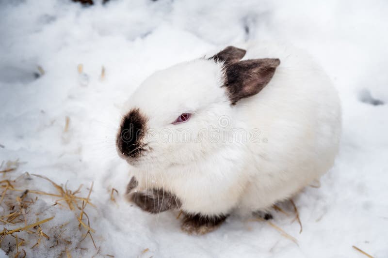 Rabbit in the Winter. Gray and White Bunnies in Winter on Snow Stock ...