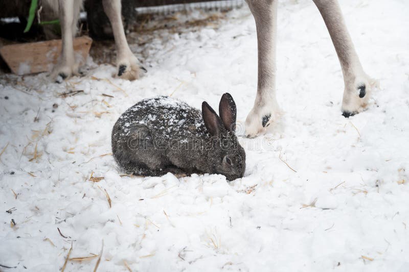 Rabbit in the Winter. Gray and White Bunnies in Winter on Snow Stock ...