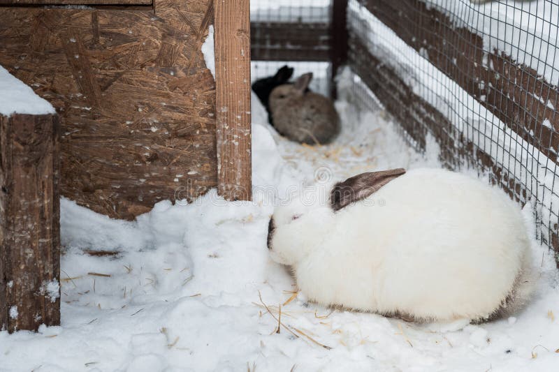 Rabbit in the Winter. Gray and White Bunnies in Winter on Snow Stock ...