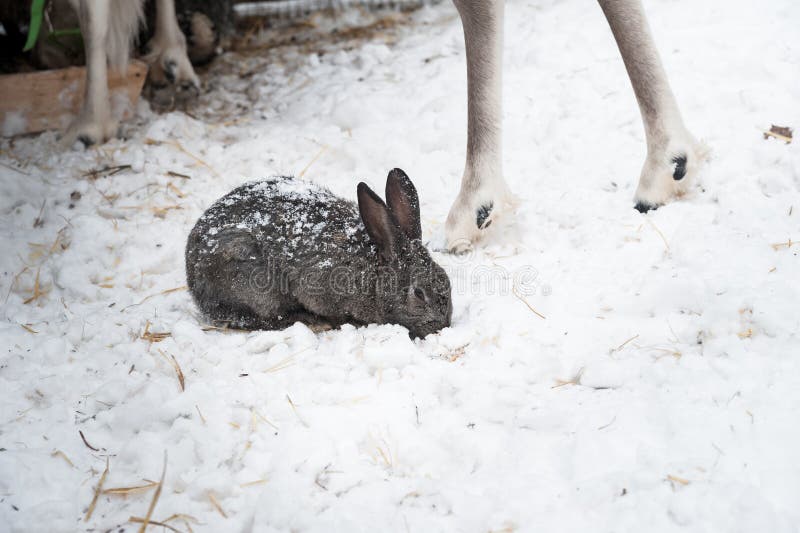 Rabbit in the Winter. Gray and White Bunnies in Winter on Snow Stock ...