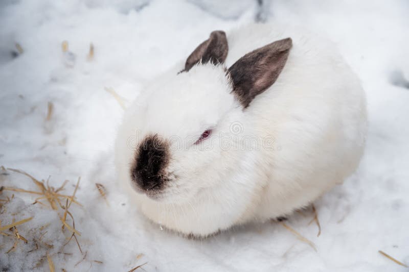 Rabbit in the Winter. Gray and White Bunnies in Winter on Snow Stock ...